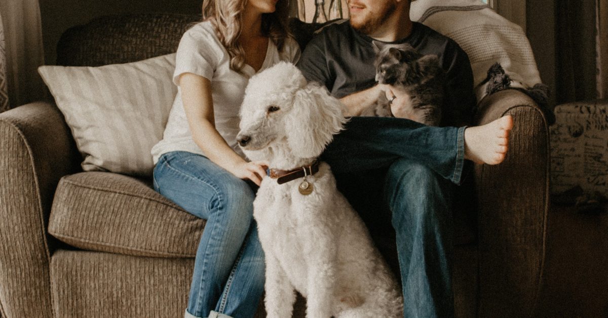 Your Pet-Friendly Construction Guide: How to Build the Purrfect Place ...