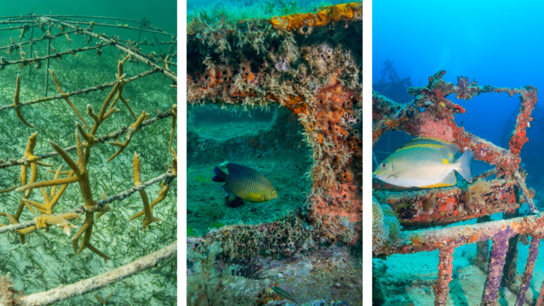 Building Artificial Reefs: What to Expect - Kryton